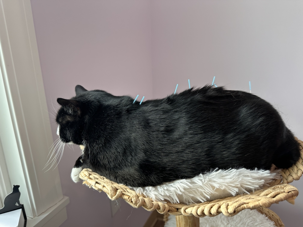 Cat Rehabilitation & Pain Management | Acupetvet Dover, NH